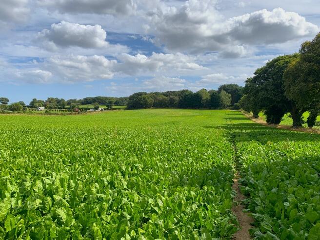 Farm land for sale in 7.34 Ha (18.13Ac), North Walsham Road, Paston ...