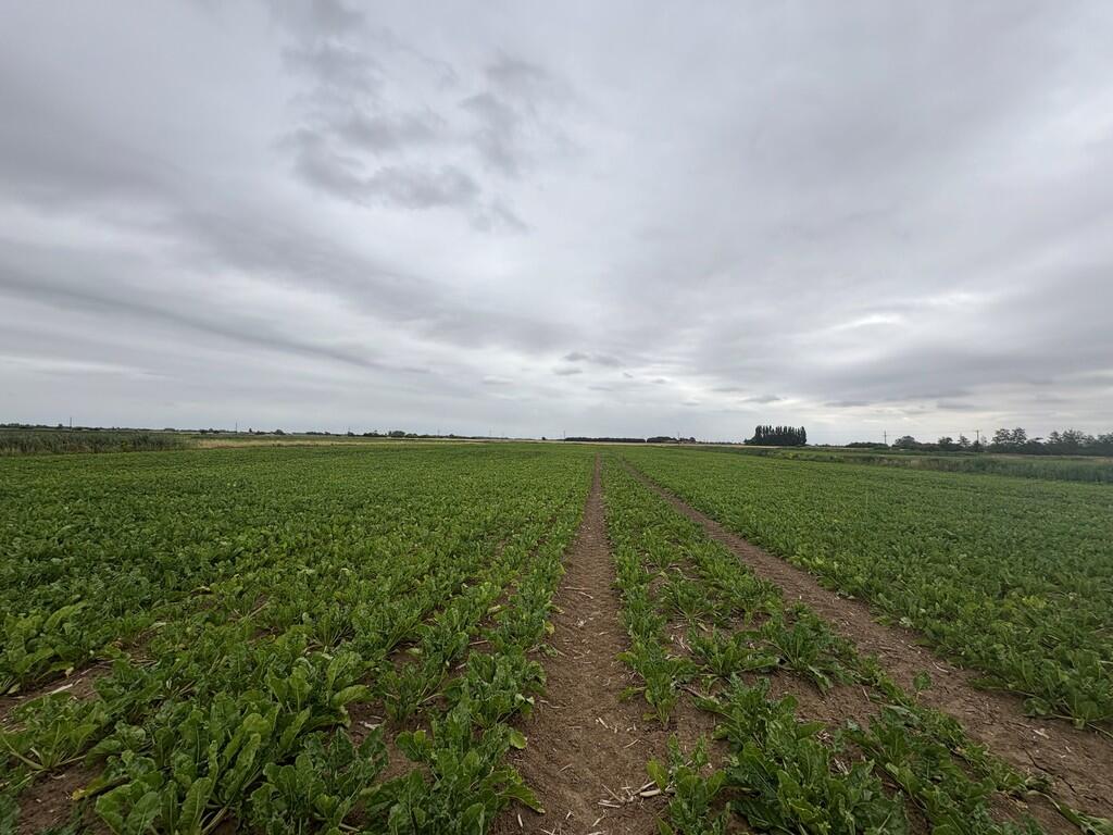 Farm land for sale in Agricultural Land off Dowsdale Bank, Crowland, PE6